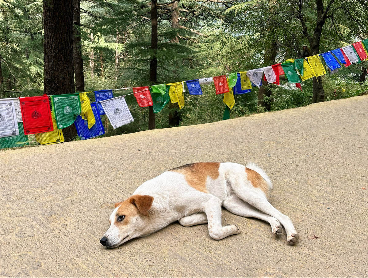 Dharamshala: Experience Tibetan Culture in India