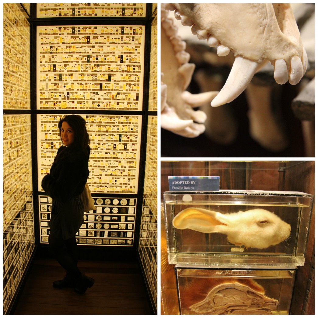 Inside the Grant Museum of Zoology | Hidden London