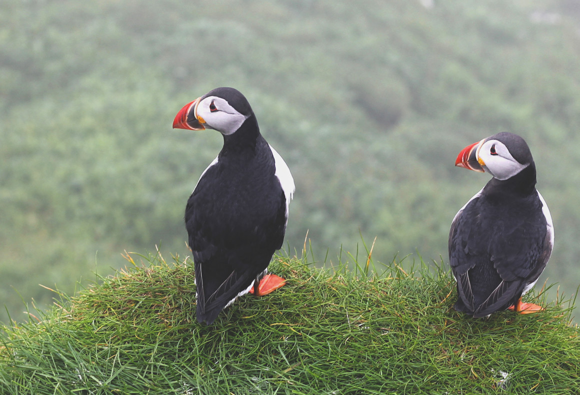 Travel Guide to the Faroe islands - Practical Information