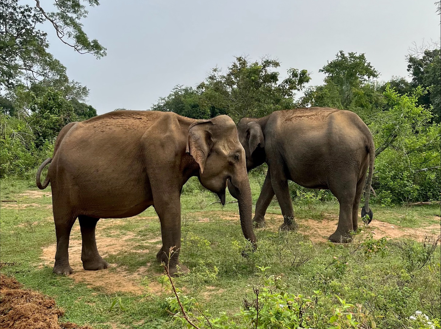 2 Weeks in Sri Lanka: Itinerary for Culture, Hiking & Wildlife