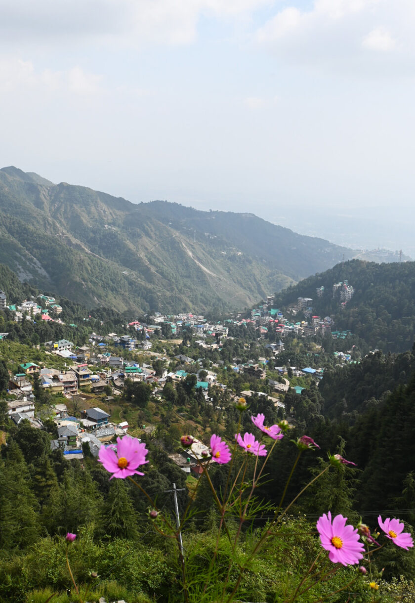 Triund Trek in Mcleodganj: Hiking Guide and Mountain Goats!