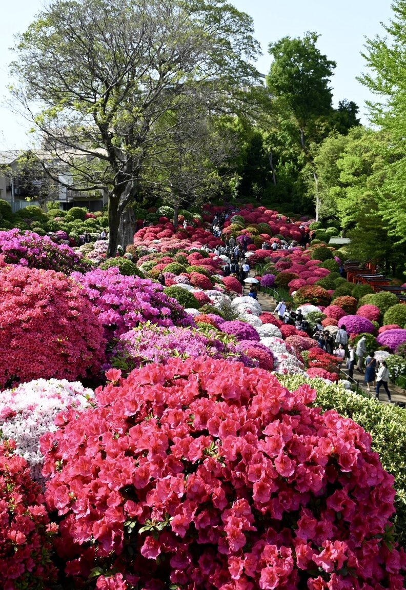 Azalea Festival at Nezu Shrine: A Floral Explosion in Tokyo!